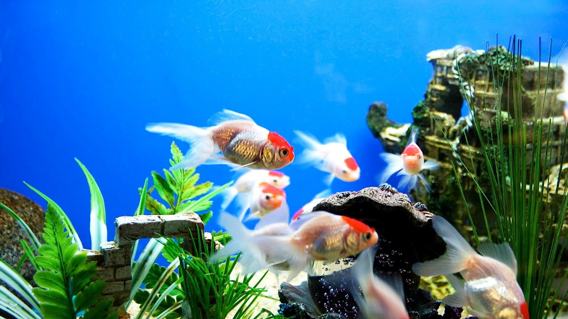 Fish Care – A Complete Guide - Fishxperts Fish Care – A Complete Guide - Fishxperts