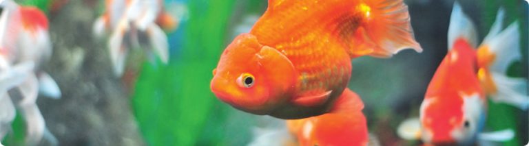 Complete info about goldfish breeding tips & breeding season