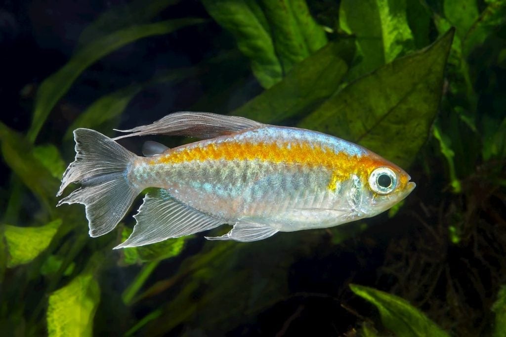 Tetra Fish Care - Everything You Need to Know about Tetra