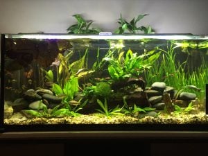 Step-By-Step Guide For Setting Up Of A 60 Gallon Aquarium - Fishxperts