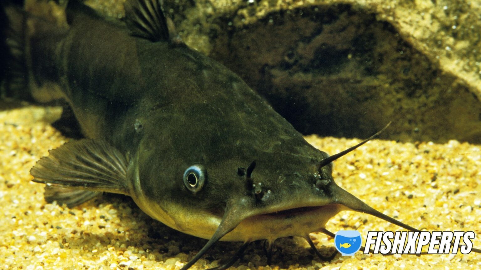 Bumblebee Catfish Care - Fishxperts