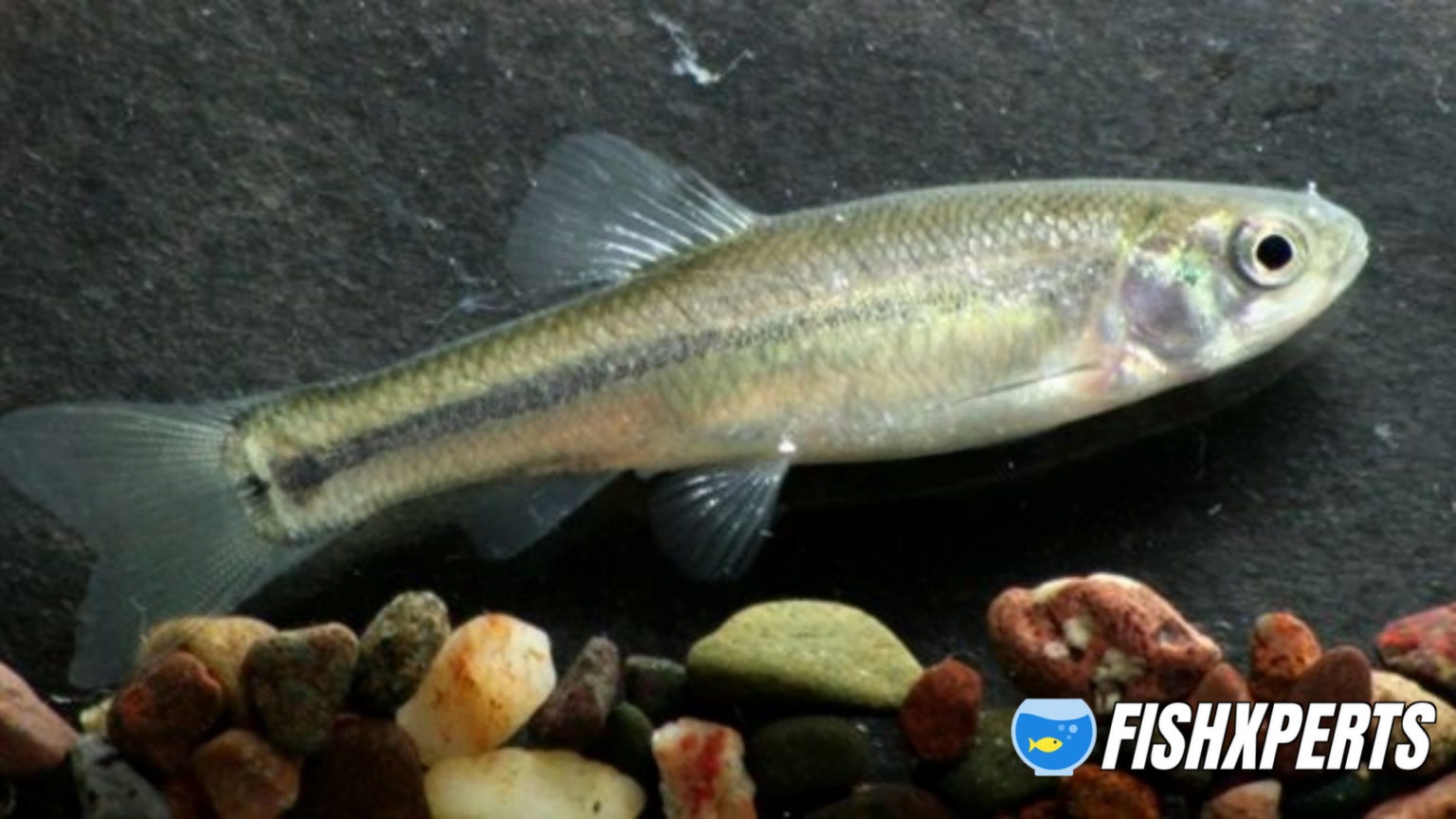 Rosy Red Minnow Care - Fishxperts