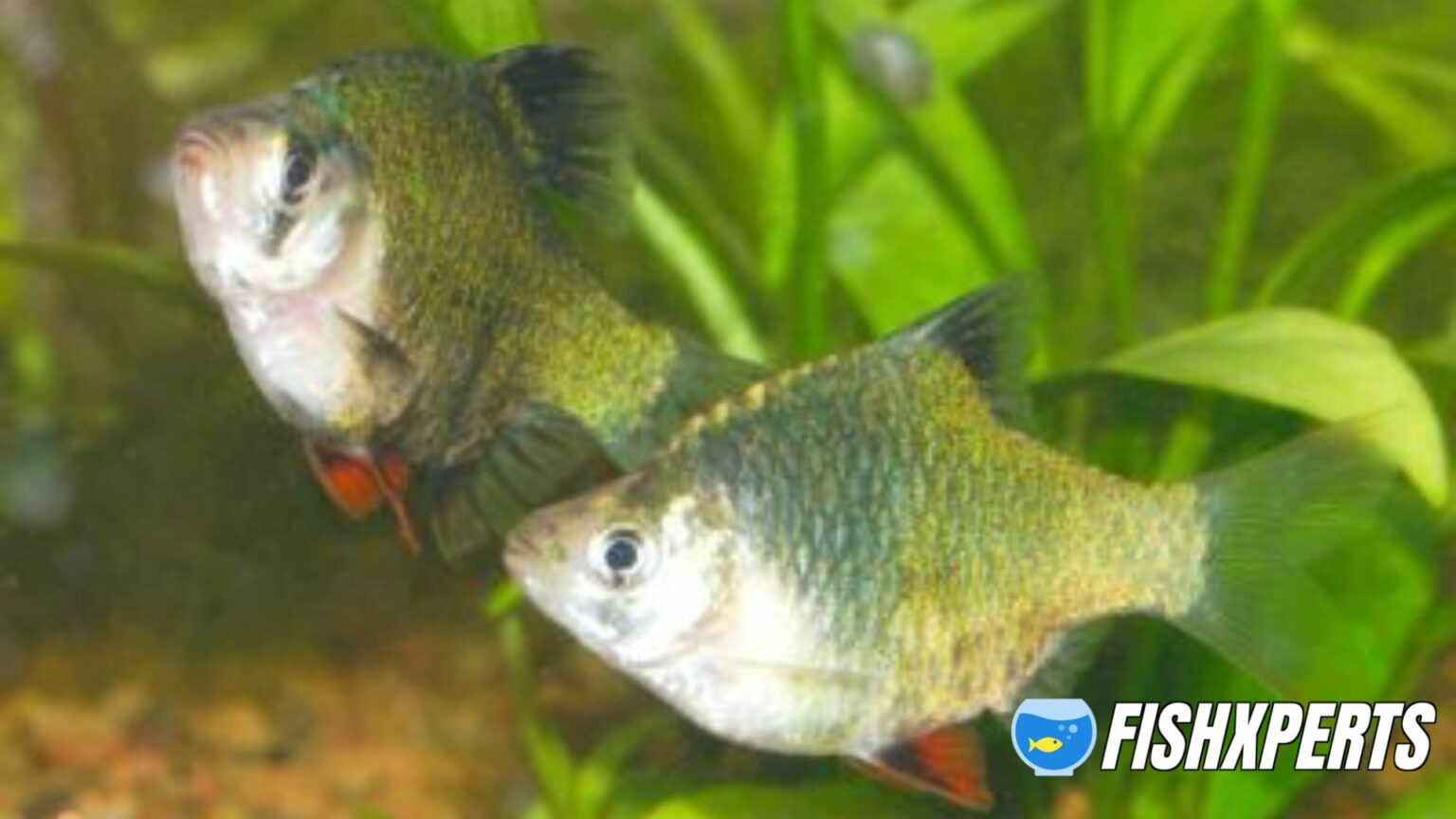 Green Tiger Barbs Care - Fishxperts