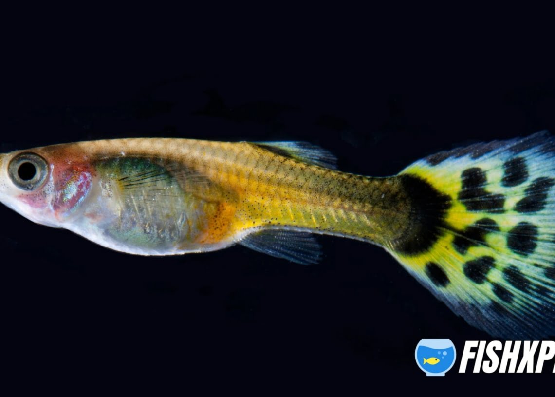 Fish Care – A Complete Guide - Fishxperts