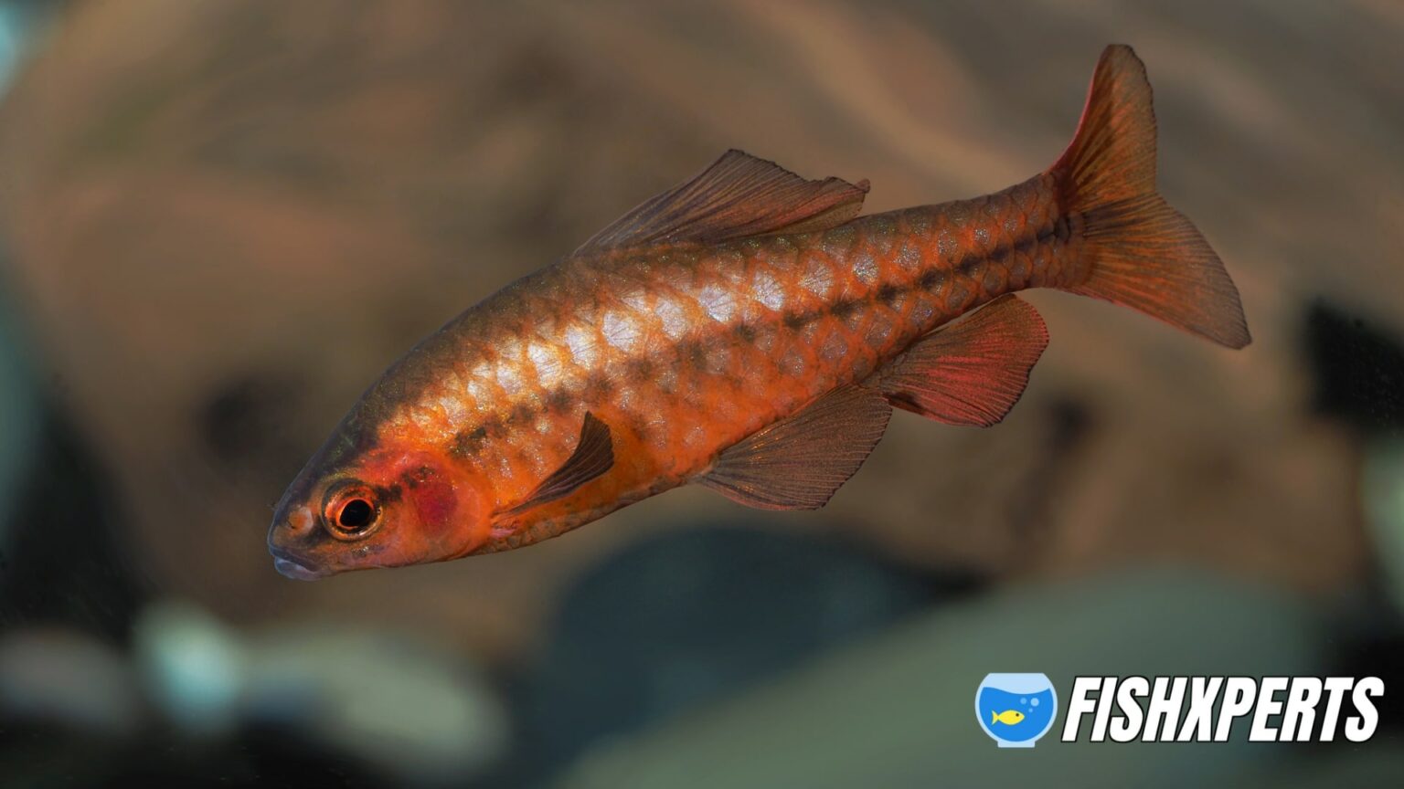 Cherry Barb Care - Fishxperts