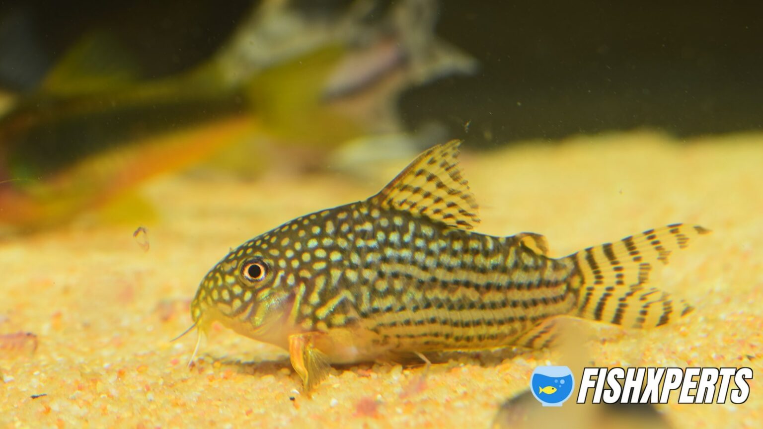 Bumblebee Catfish Care - Fishxperts