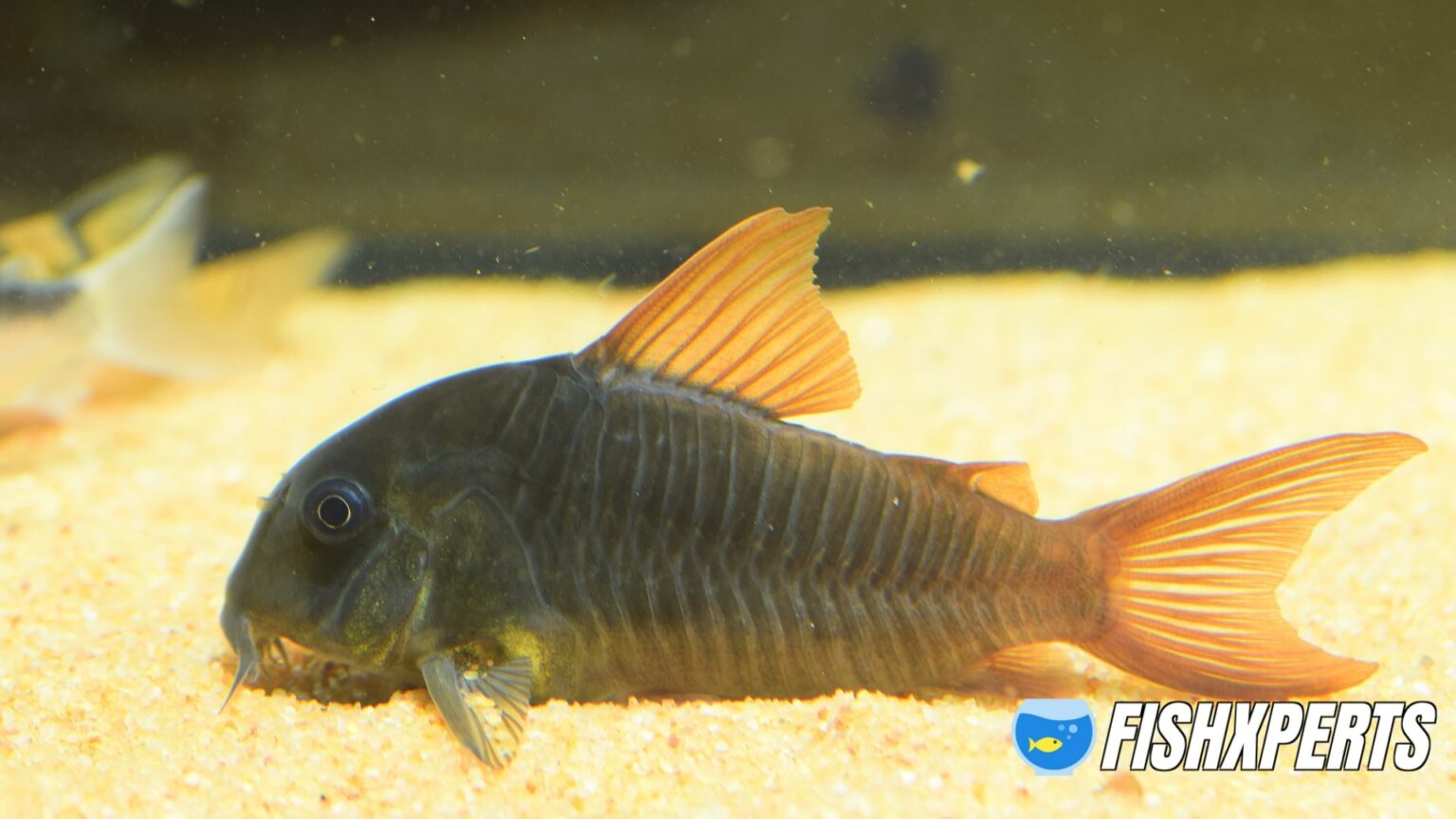 Bumblebee Catfish Care - Fishxperts