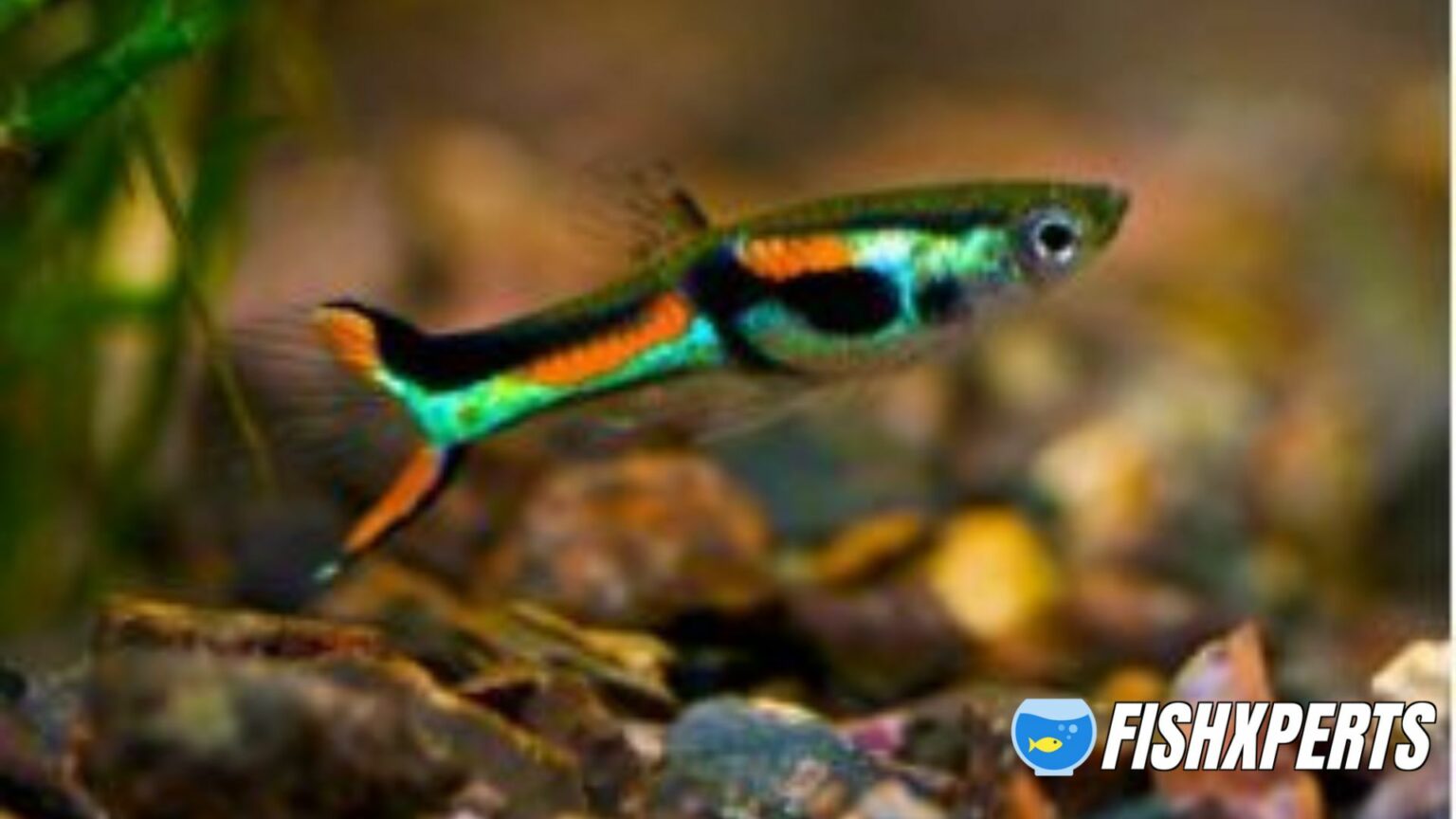 Endler's Livebearer Care - Fishxperts