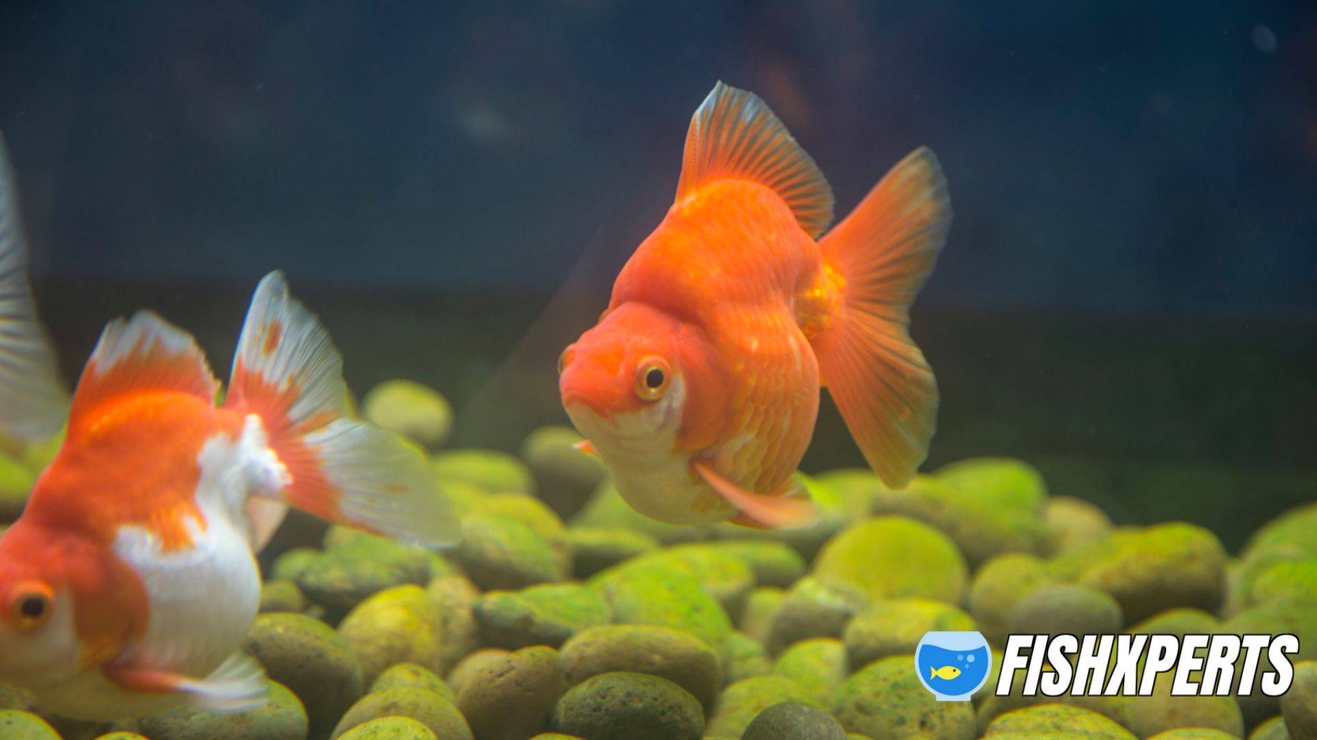 Ryukin Goldfish Care Fishxperts Ryukin Goldfish Care Fishxperts